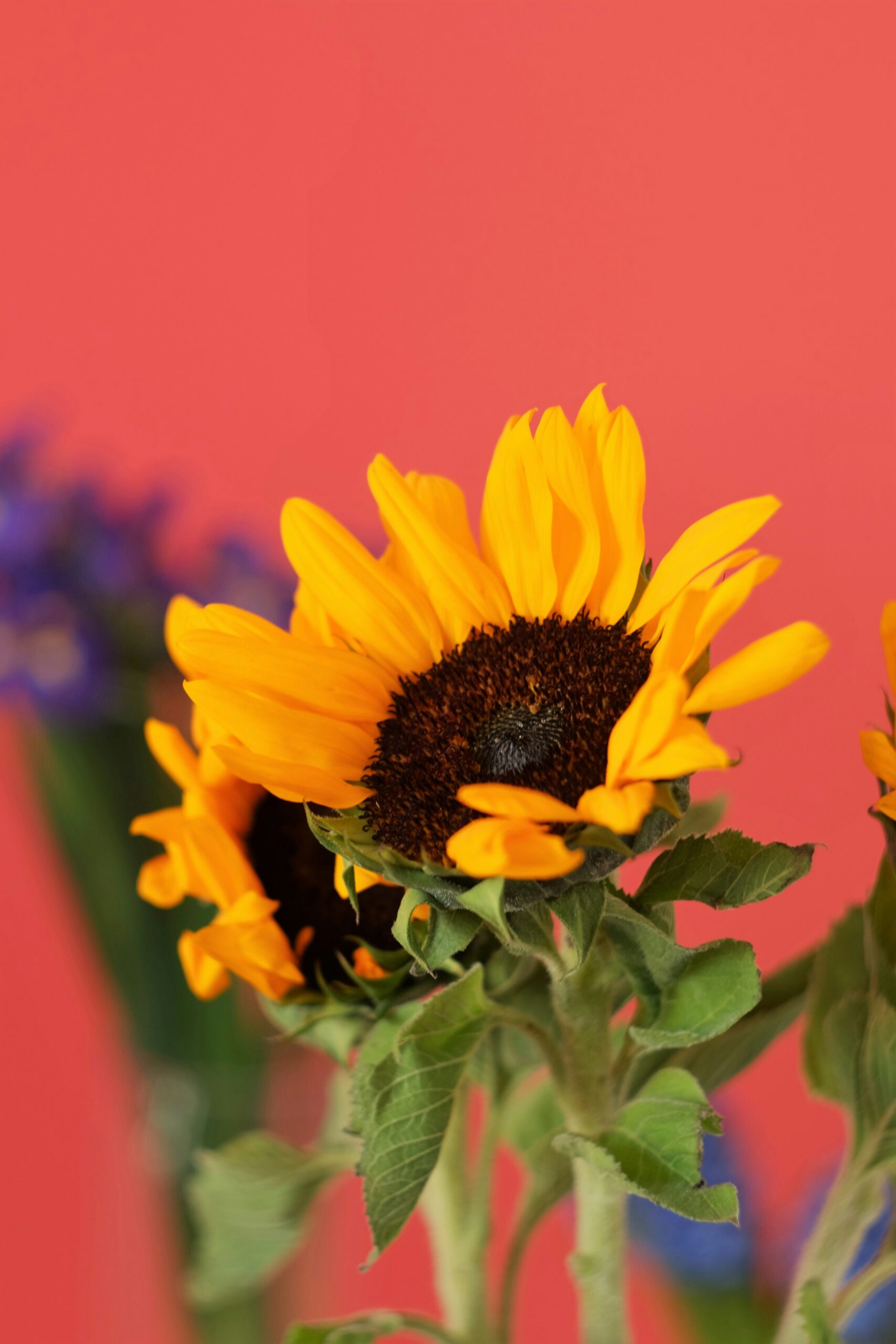 Bring Flowers to Work - Flower Girls Meet